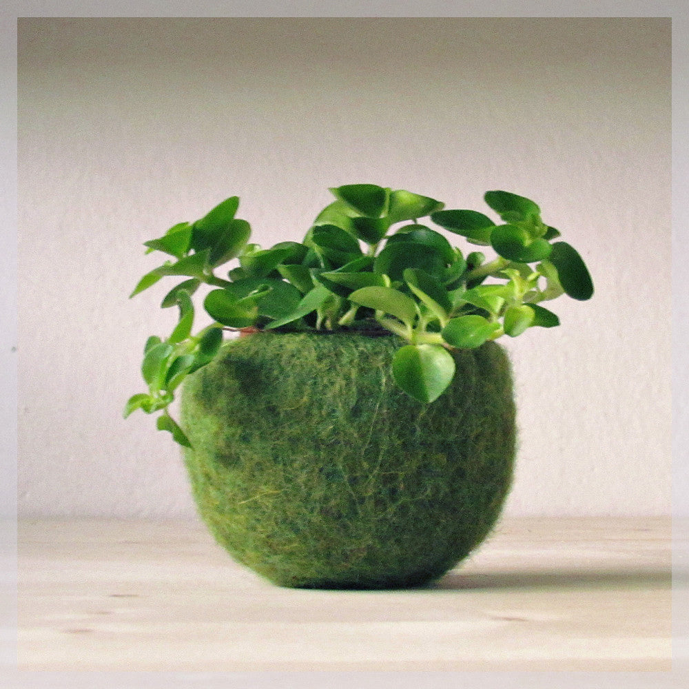 Cactus planter/Succulent /Plant pod/felted bowl/Air plant holder/panto ...